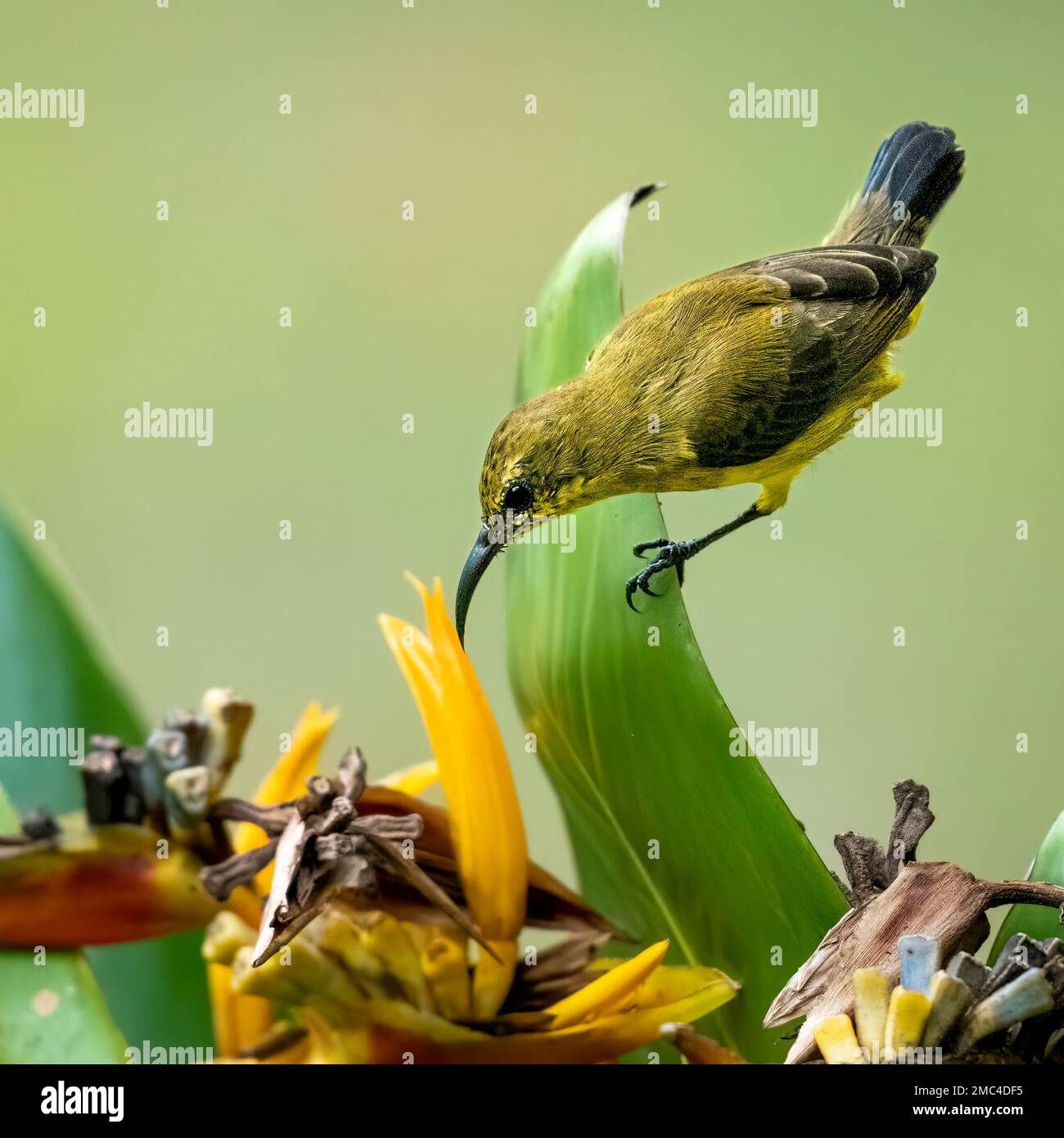 Olive backed sunbird hi-res stock photography and images - Alamy