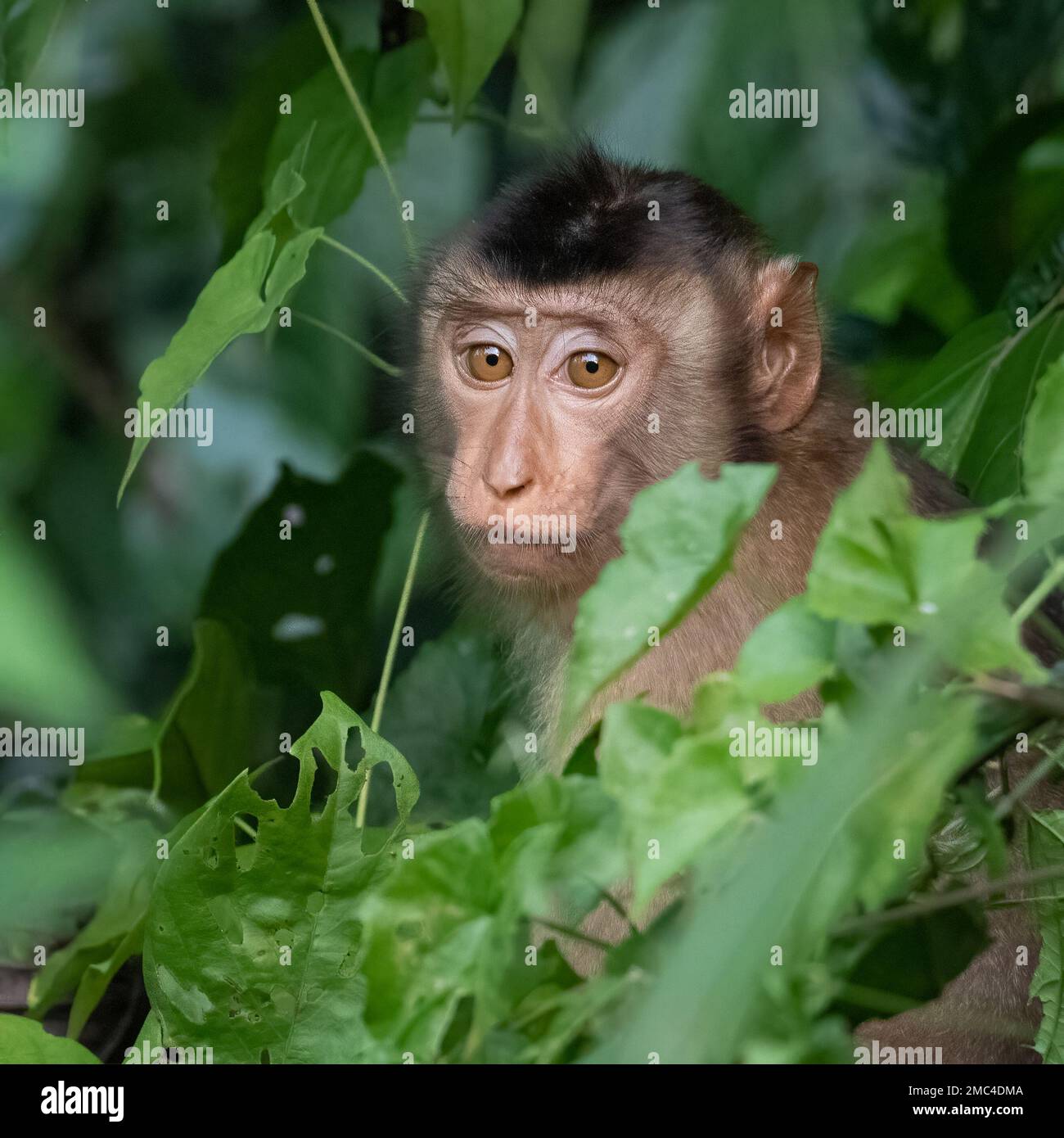 Pig tailed macaque borneo hi-res stock photography and images - Alamy