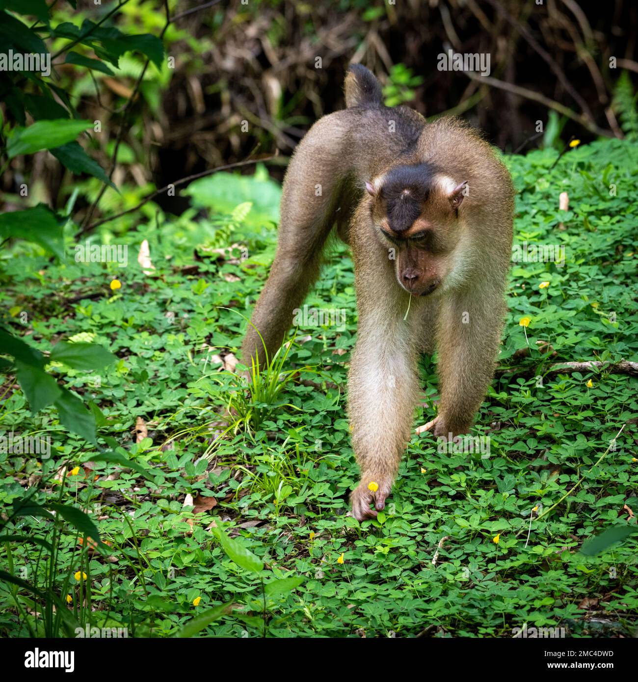 Malaysia pig tailed macaque wildlife hi-res stock photography and ...