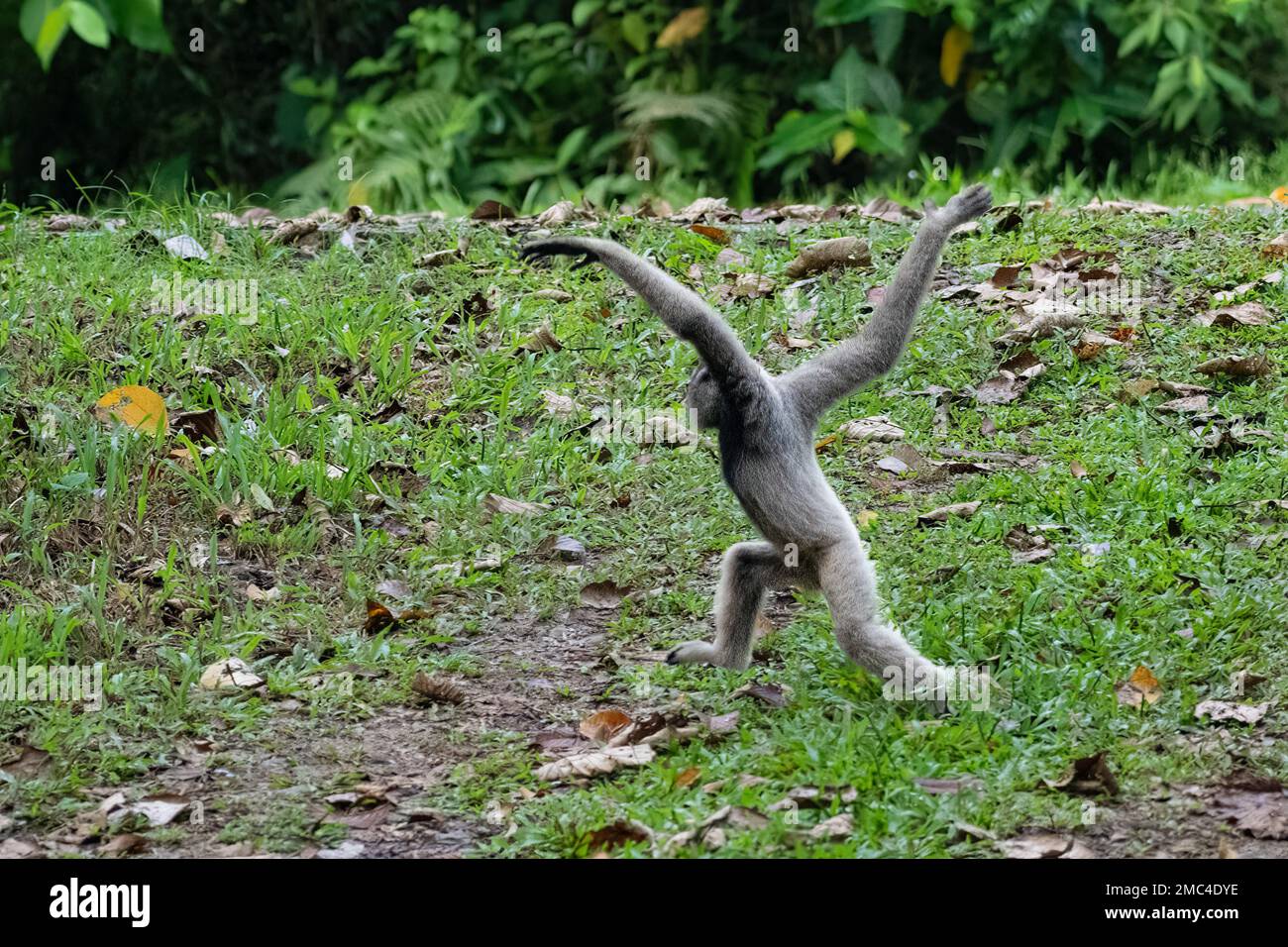 Agile Gibbon or Black-handed Gibbon (Hylobates agilis) Running Across ...
