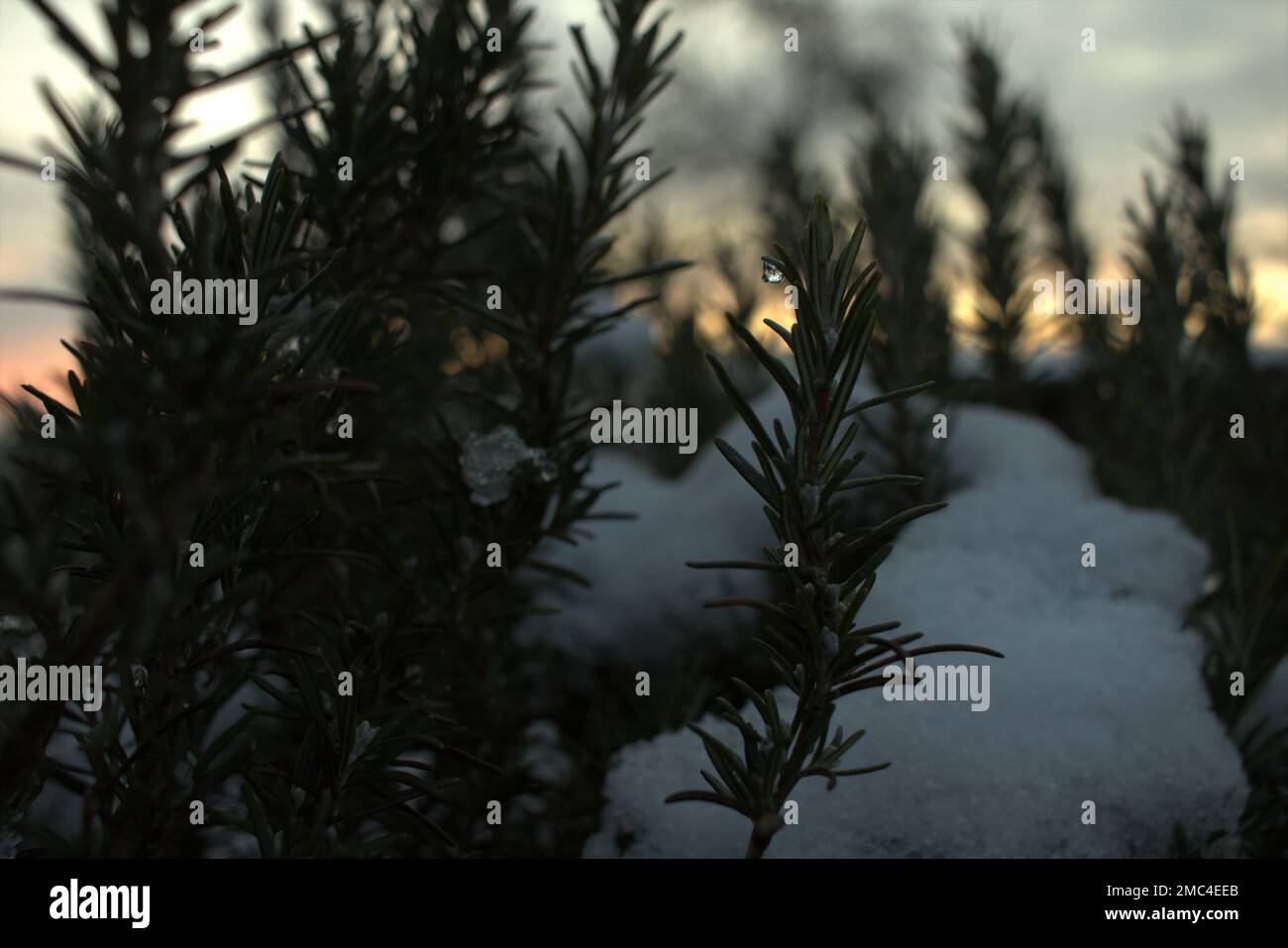 Snow on plants Stock Photo - Alamy