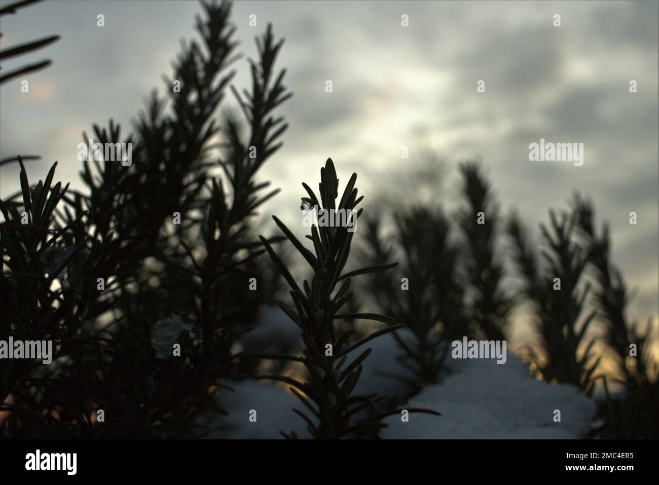 Snow on plants Stock Photo - Alamy