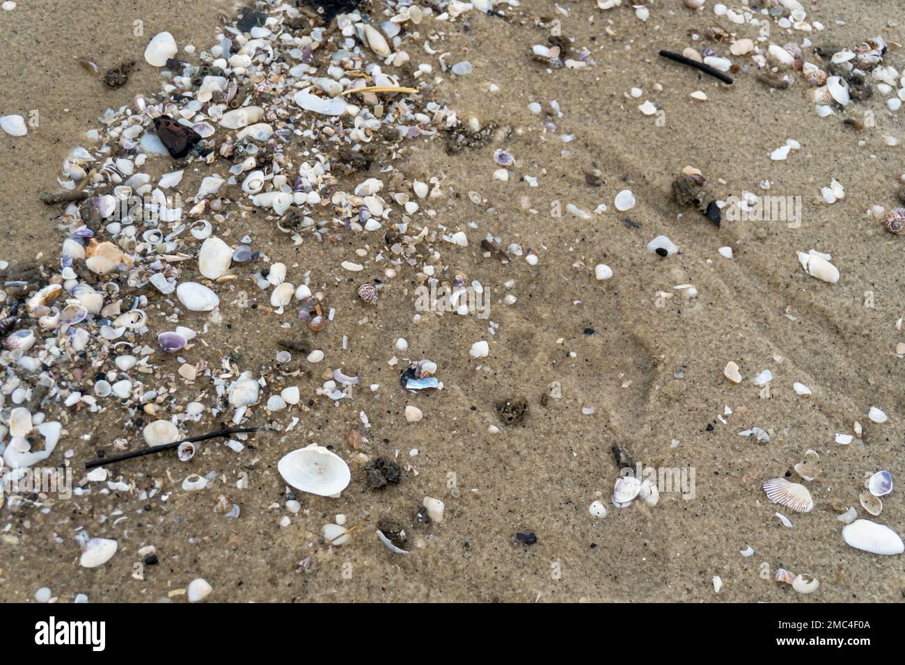 empty shells on the white sandy beach in the middle of nature landscape ...
