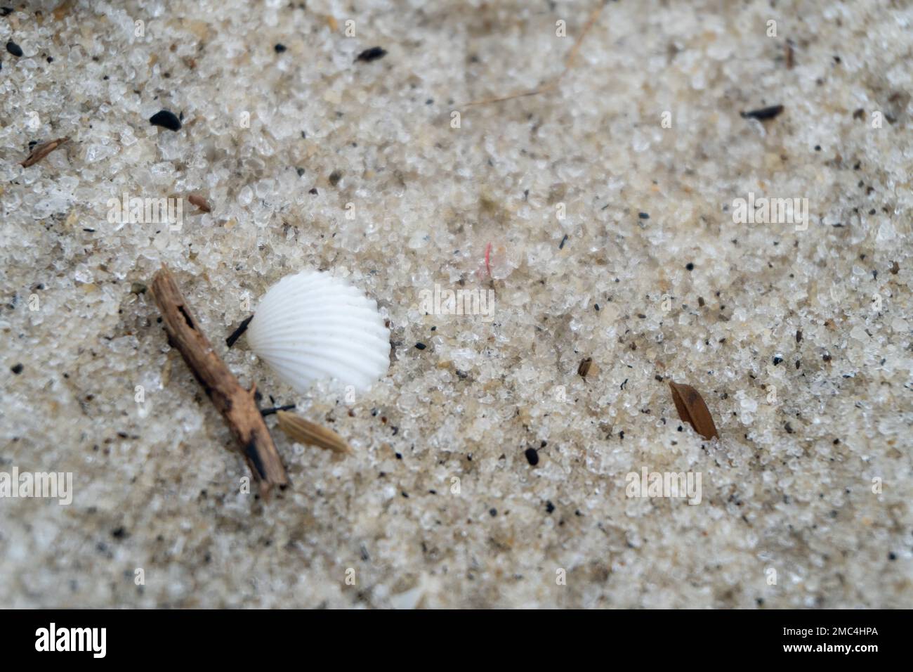 empty shells on the white sandy beach in the middle of nature landscape ...