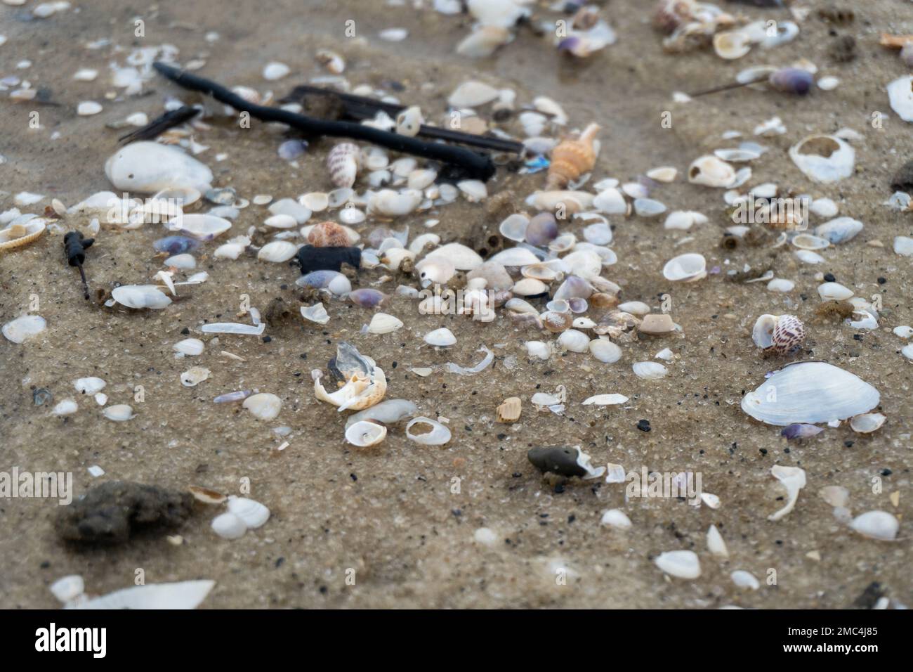 empty shells on the white sandy beach in the middle of nature landscape ...