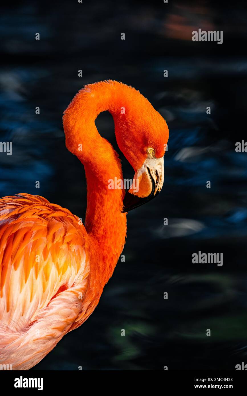 A side view of a flamingo with water background Stock Photo - Alamy