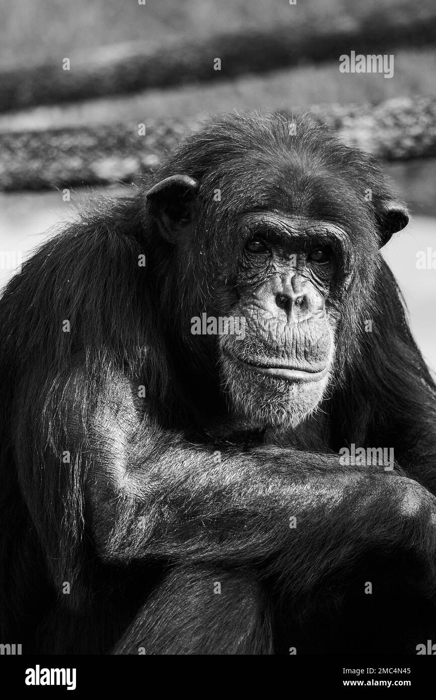 Monkey look Black and White Stock Photos & Images - Alamy