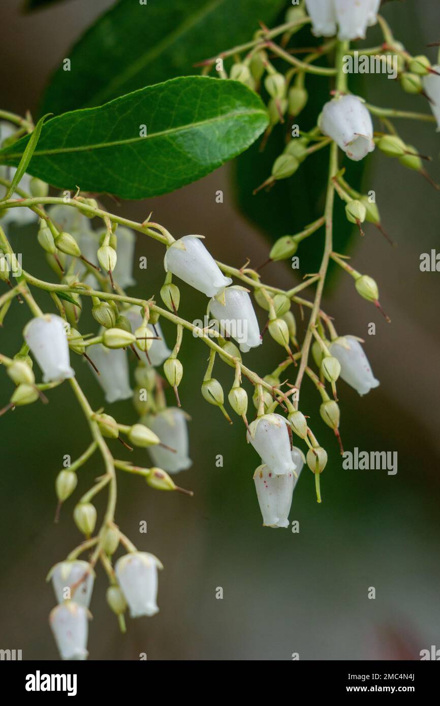 A vertical closeup shot of the Japanese andromeda with gentle, white ...