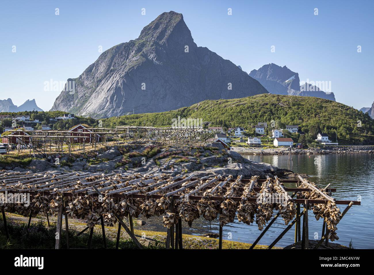 Stockfish structure hi-res stock photography and images - Alamy