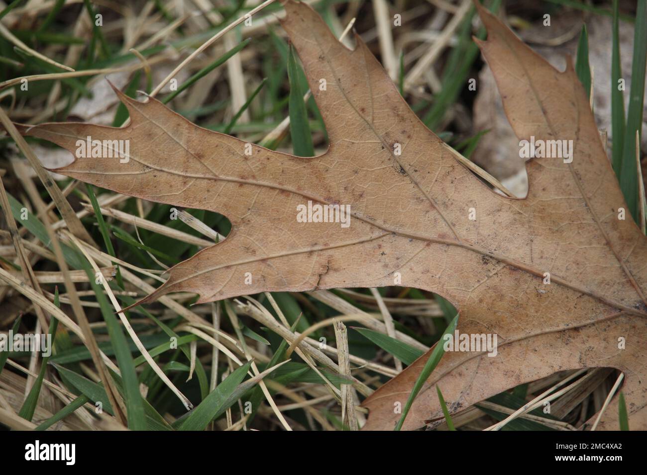 A closeup shot of a maple leaf on the grass Stock Photo - Alamy