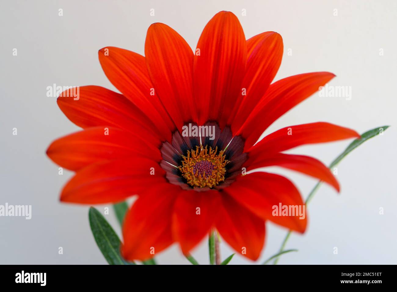 Vibrant red Gazania with delicate petals and yellow stamens, colorful ...