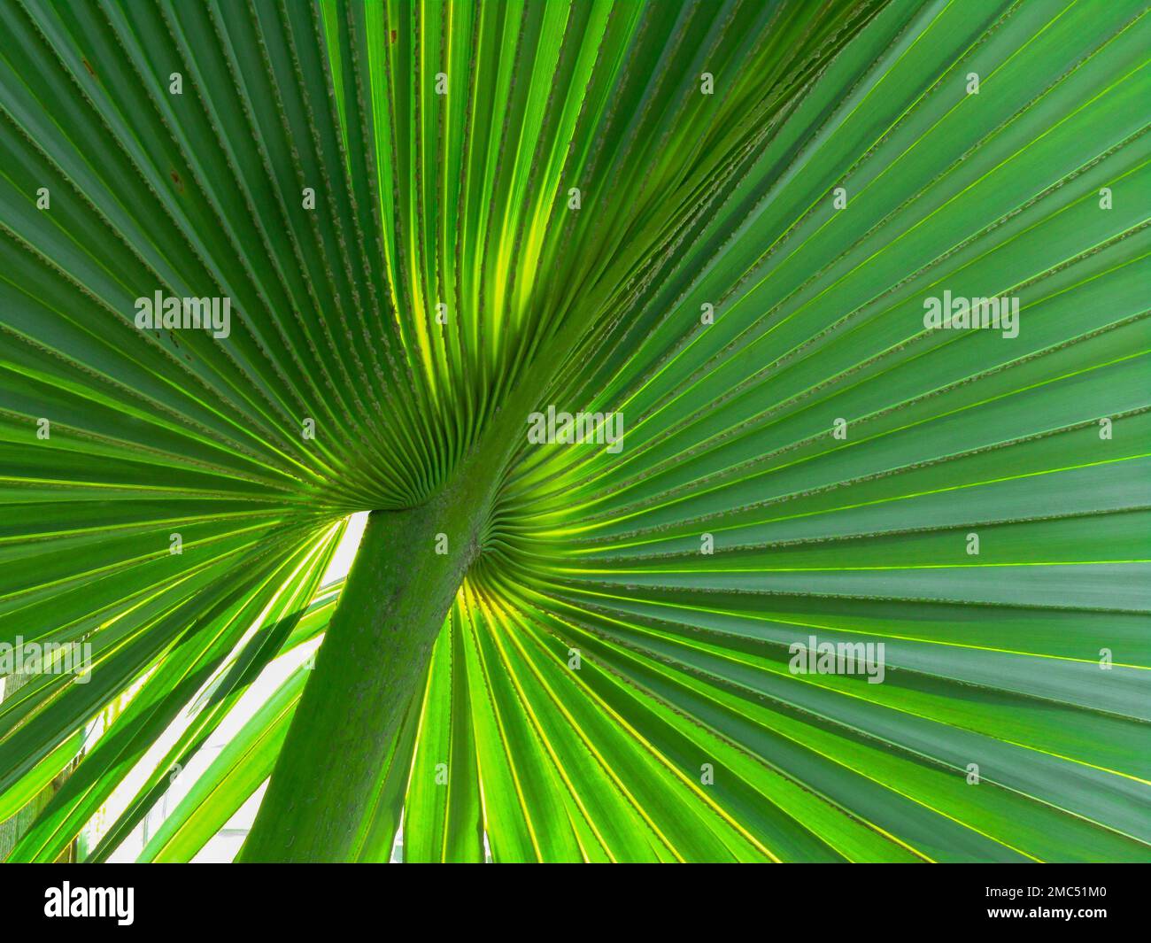 Beautiful And symmetric natural pattern of Palm tree Stock Photo - Alamy