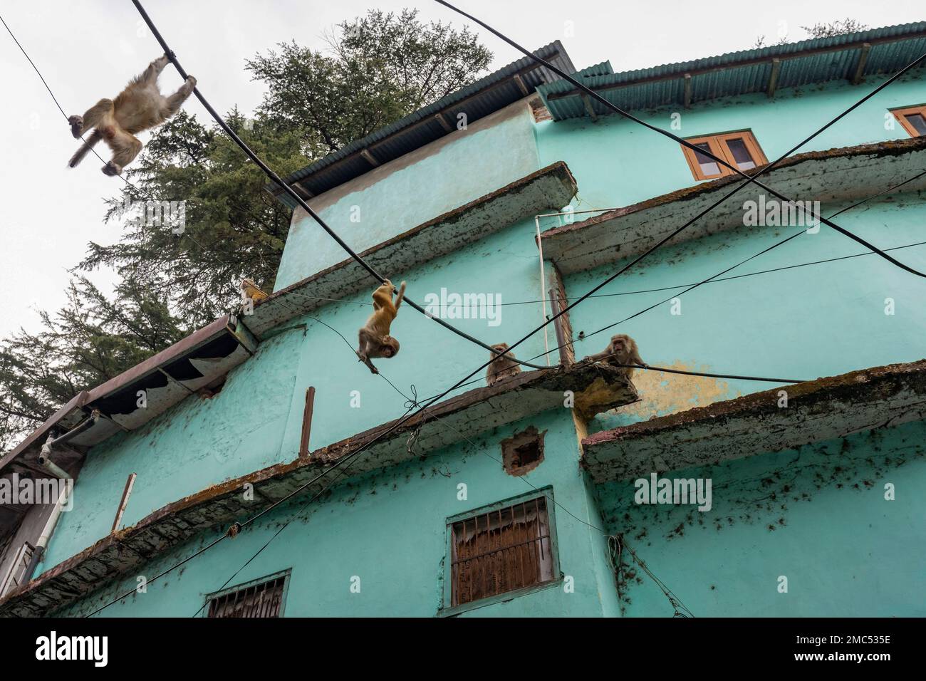 Two macaques cross a street using an overhead cable as other macaques ...
