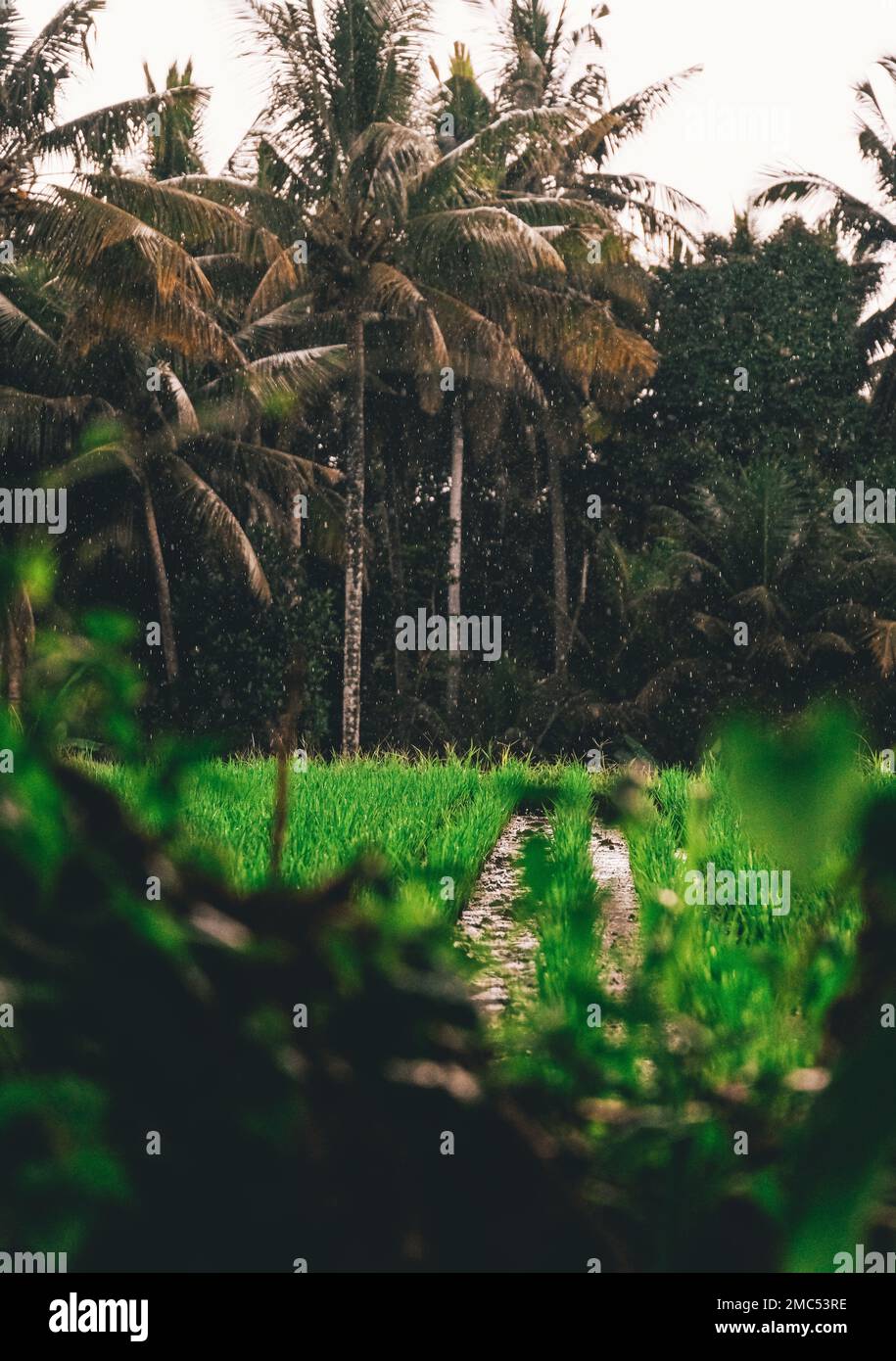 Rain in rice terrace paddies in Ubud Bali, Indonesia Stock Photo - Alamy