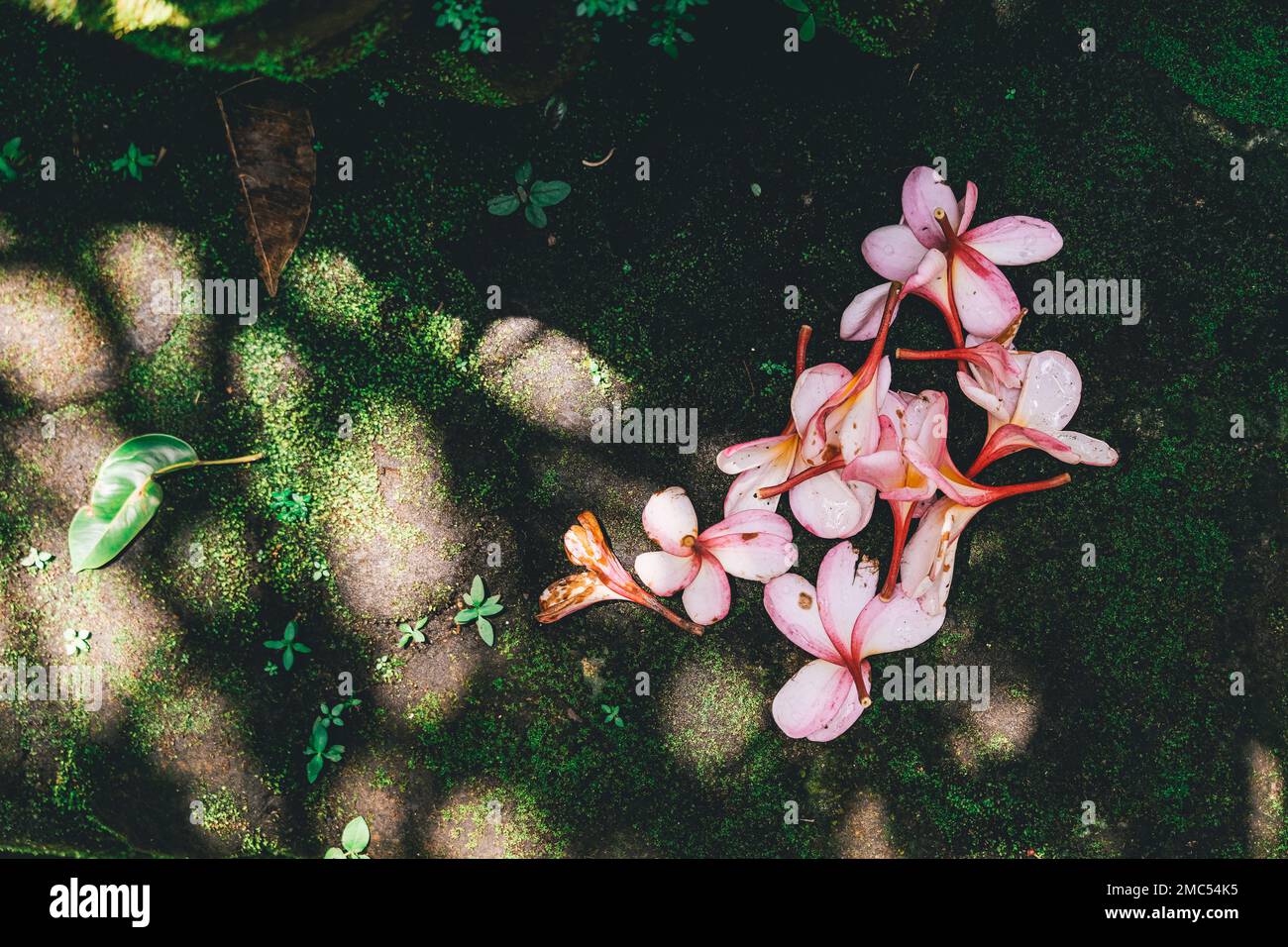 Flower canang sari, flower offer in Bali, Indonesia Stock Photo - Alamy