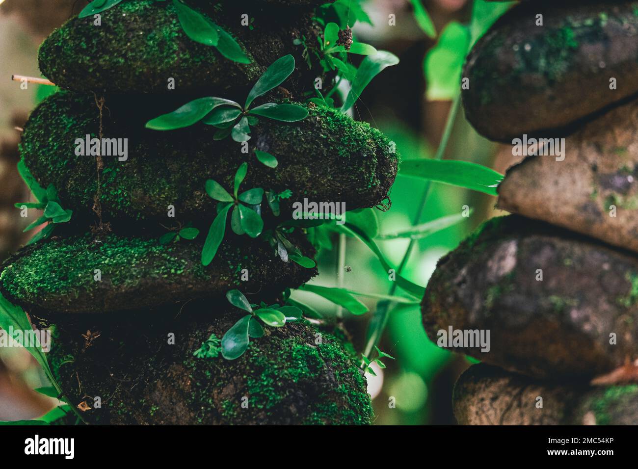 Jade stone in nature hi-res stock photography and images - Alamy