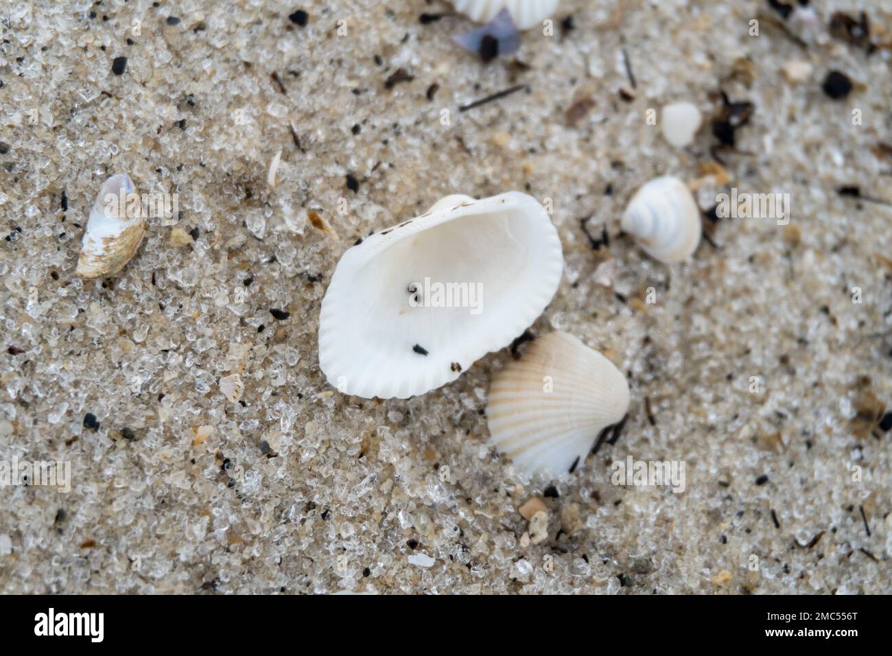 shells on the white sandy beach in the middle of nature landscape Stock ...