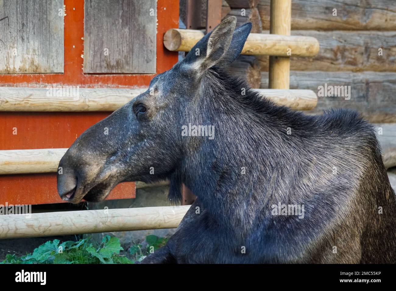 Moose head front hi-res stock photography and images - Alamy