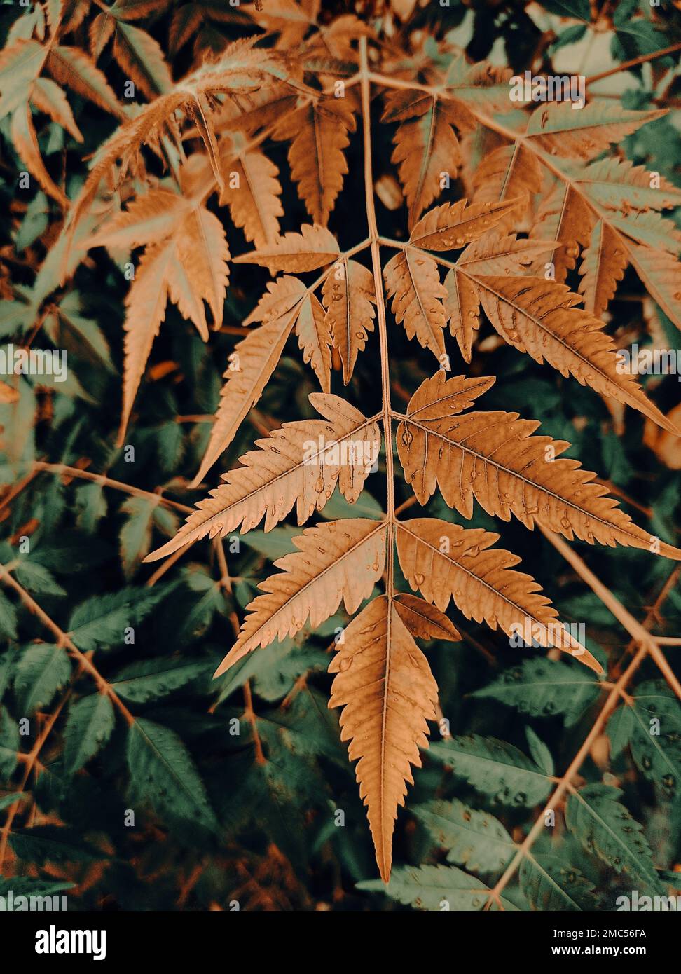 A vertical of the yellow leaves of a tree growing above the green ...