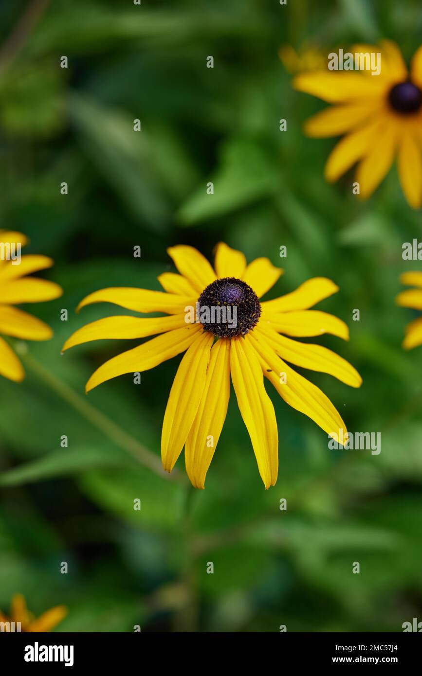 A closeup shot of a yellow daisy flower Stock Photo - Alamy