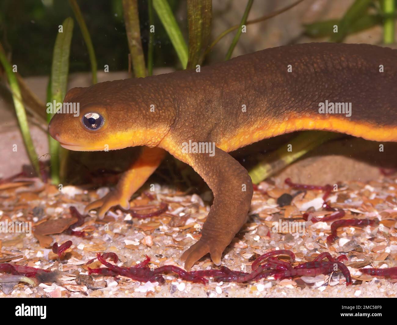 Detailed closeup on a male poisonous Californian Rough skinned newt ...