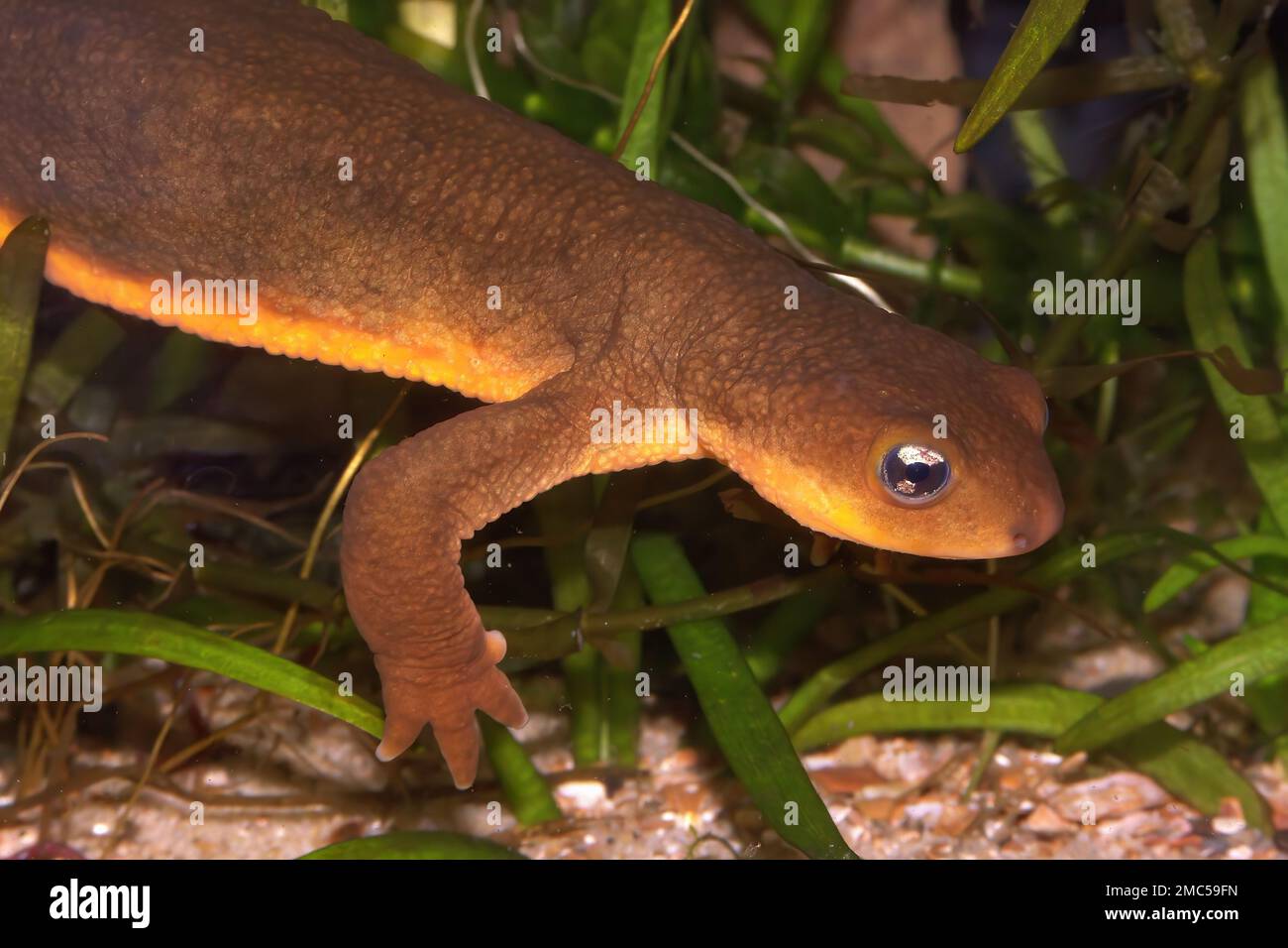 detailed closeup on a male poisonous Californian Rough skinned newt ...
