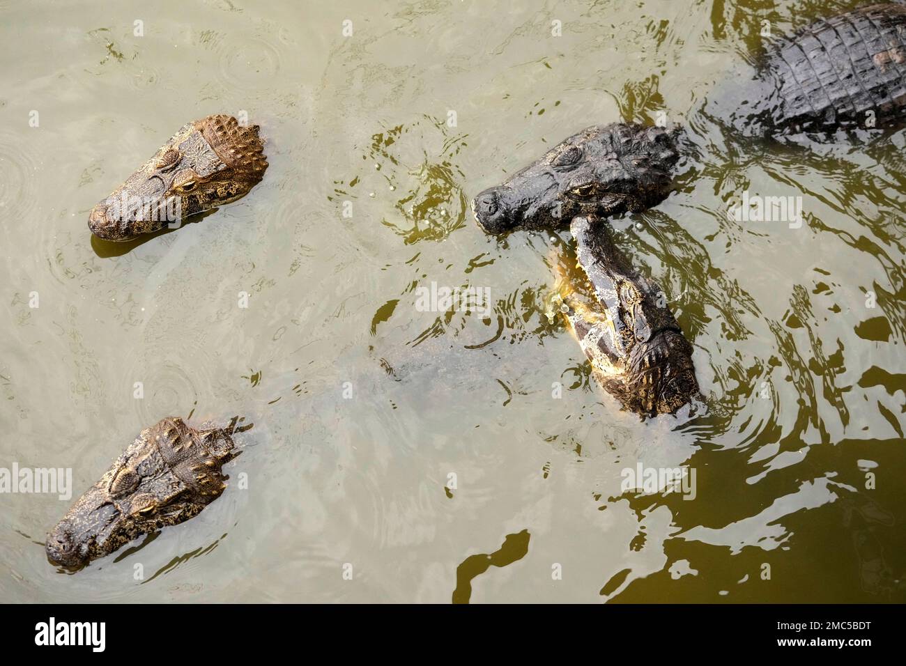 Yacare Caimans or Paraguayan Yacare fight for food at a pond in Ita ...