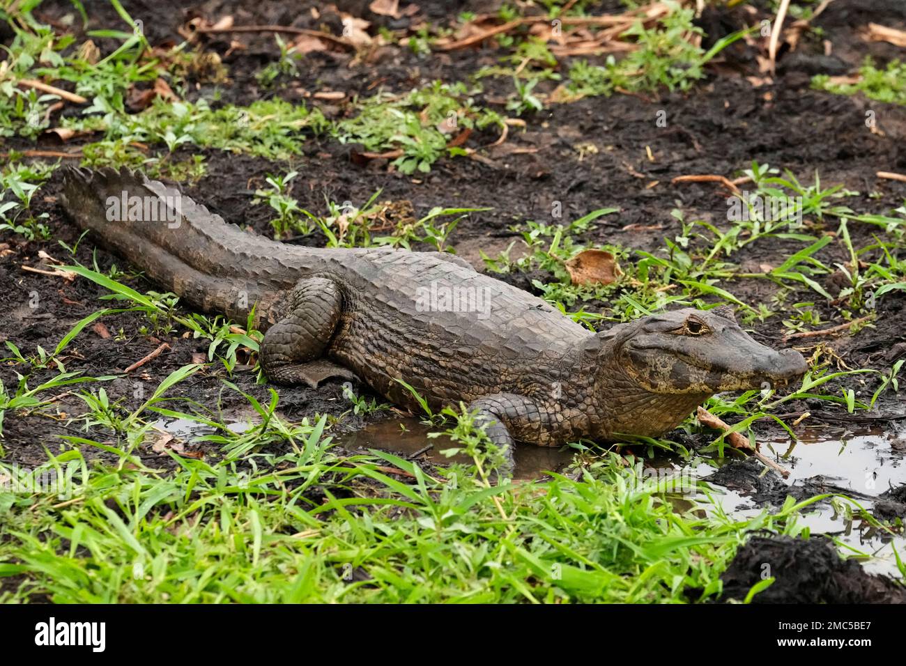A Yacare Caiman or Paraguayan Yacare walks near a pond in Ita, Paraguay ...