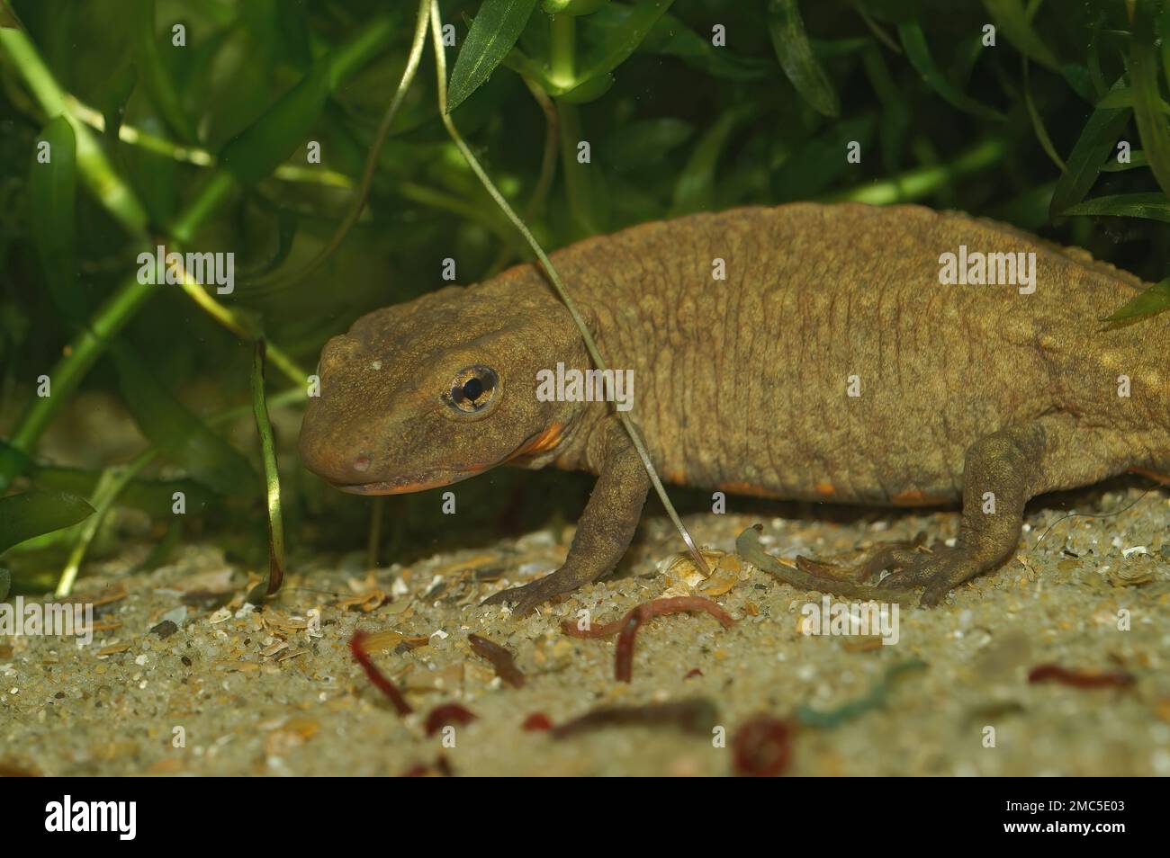 Closeup on an aquatic gravid female of the endangered Hongkong warty ...