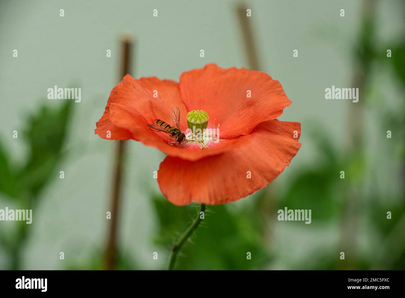 Poppy flowers in a backyard garden Stock Photo - Alamy