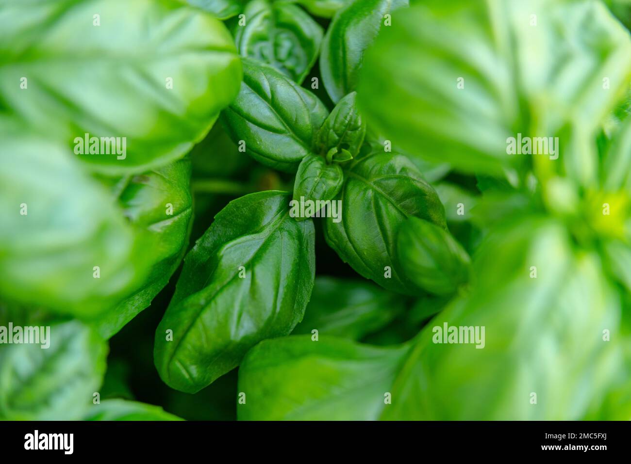 Basilicum cherry hi-res stock photography and images - Alamy