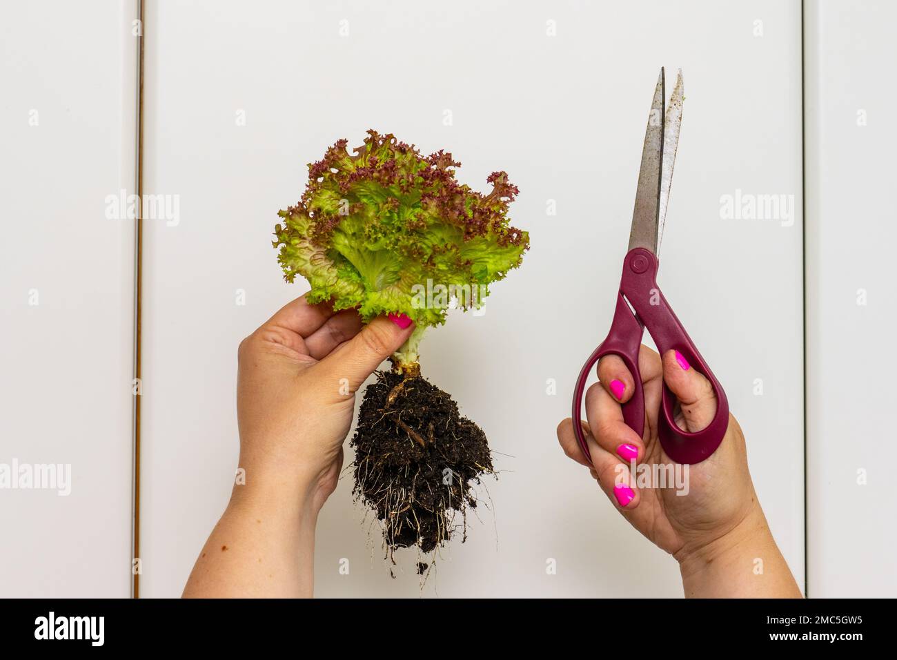 Hand holding Batavia Lettuce plant with roots and hand holding scissors ...