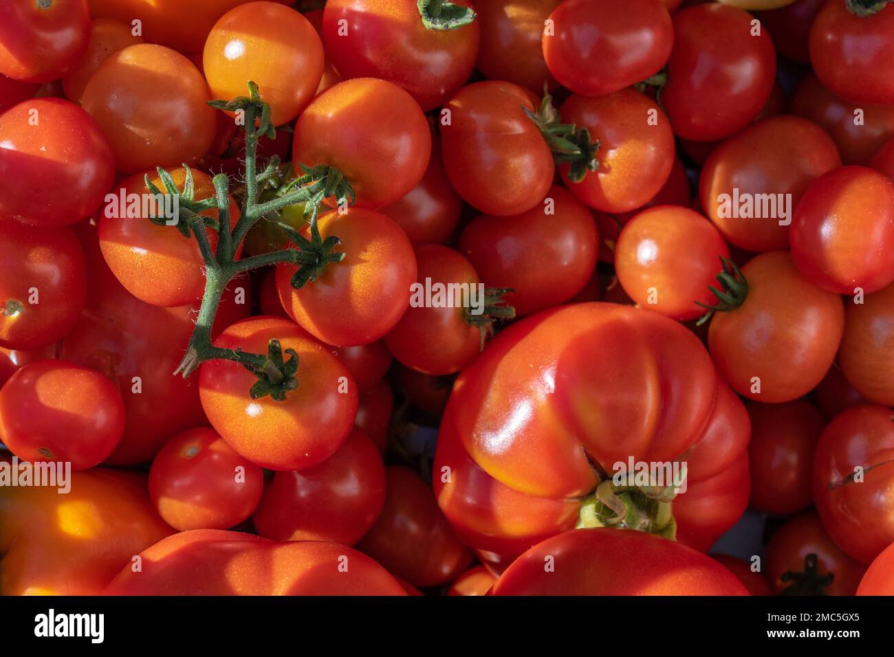 Big pile of red and ripe tomatoes in the sun Stock Photo - Alamy