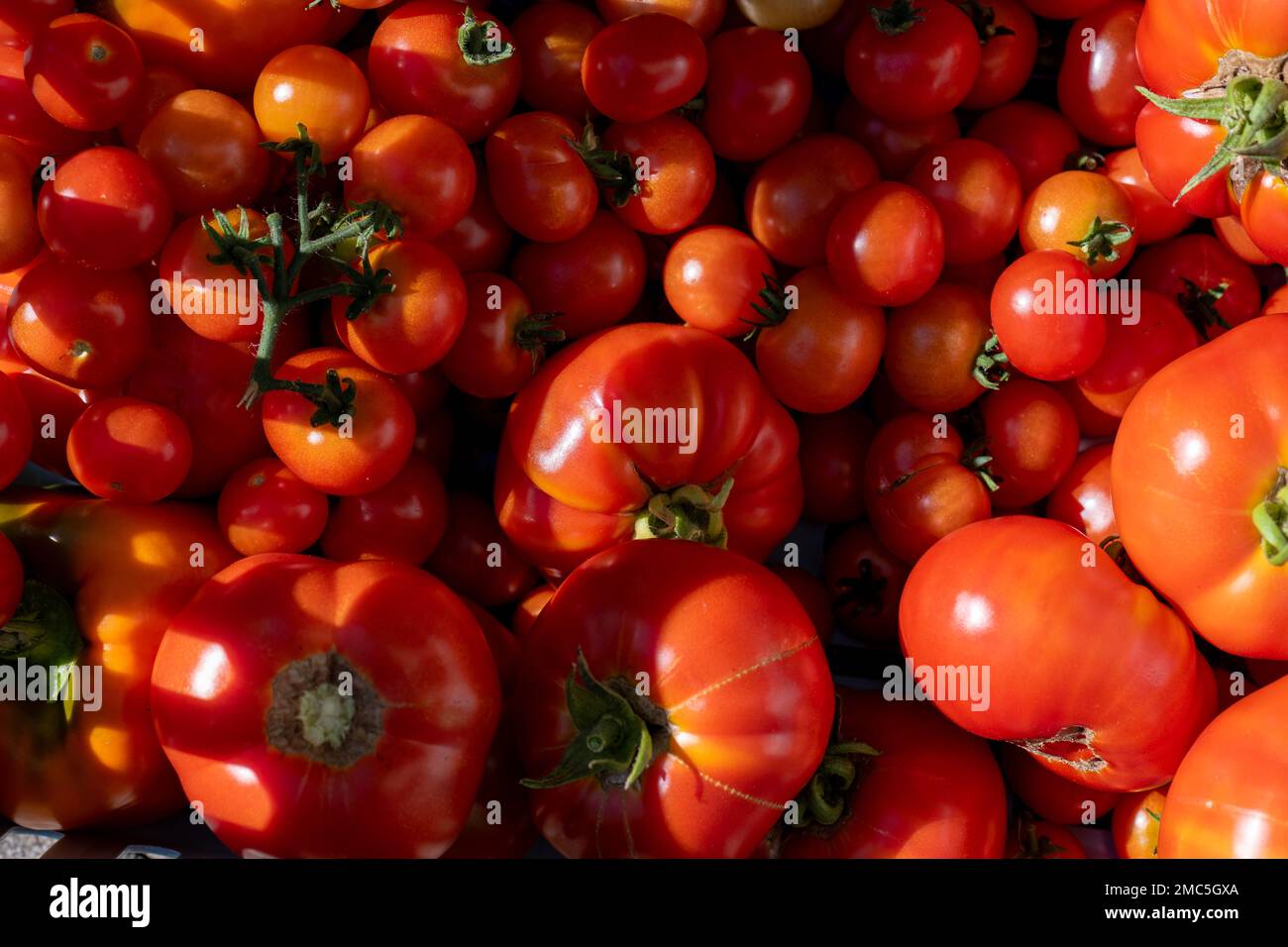 Big pile of red and ripe tomatoes in the sun Stock Photo - Alamy