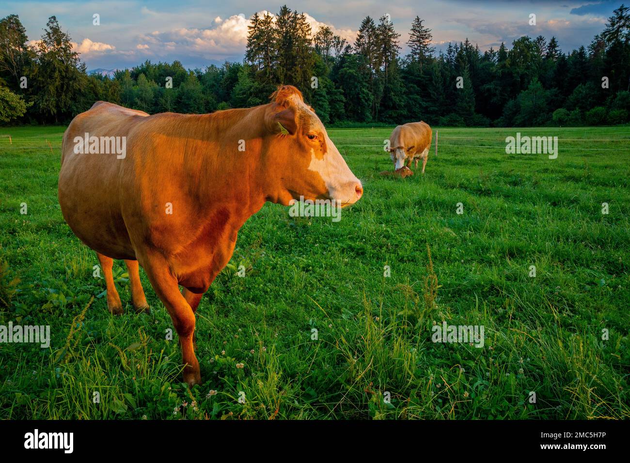 Cows on a Swiss Farm Stock Photo - Alamy