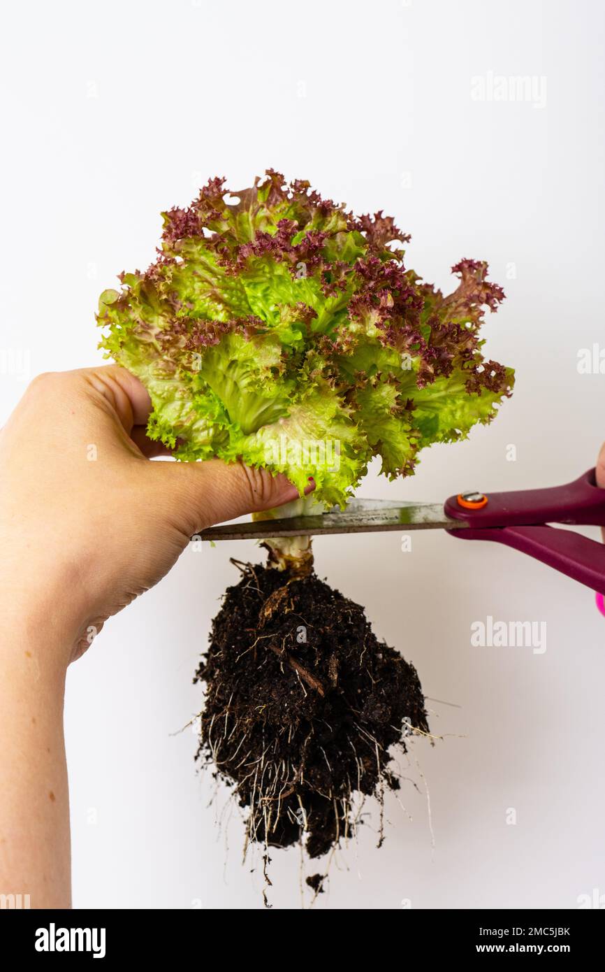 Hand holding Batavia Lettuce plant with roots and hand holding scissors ...
