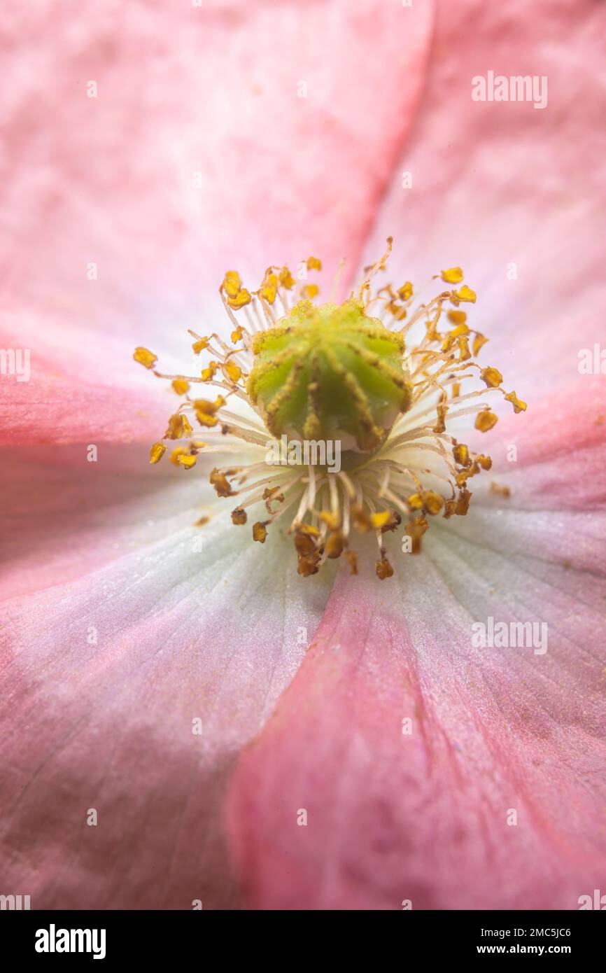 Closeup of stamen, stigma, filament of a blooming pink poppy flower ...