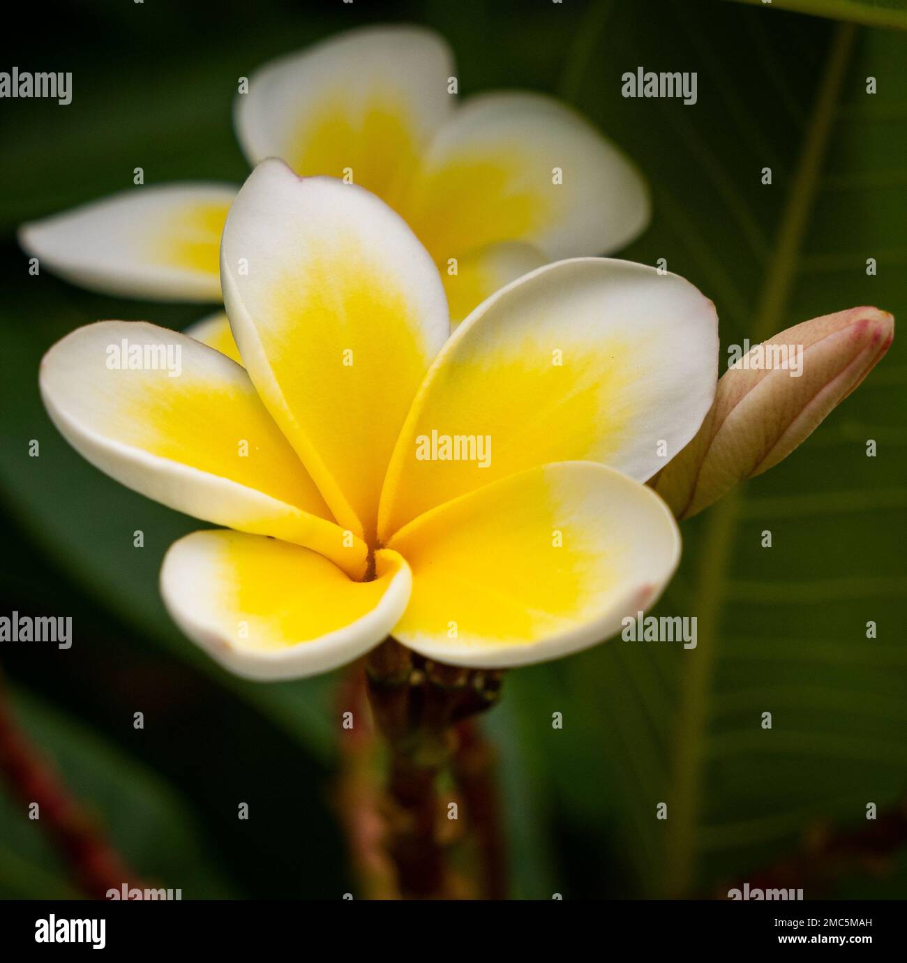 A closeup of white and yellow Plumeria rubra, common frangipani Stock ...