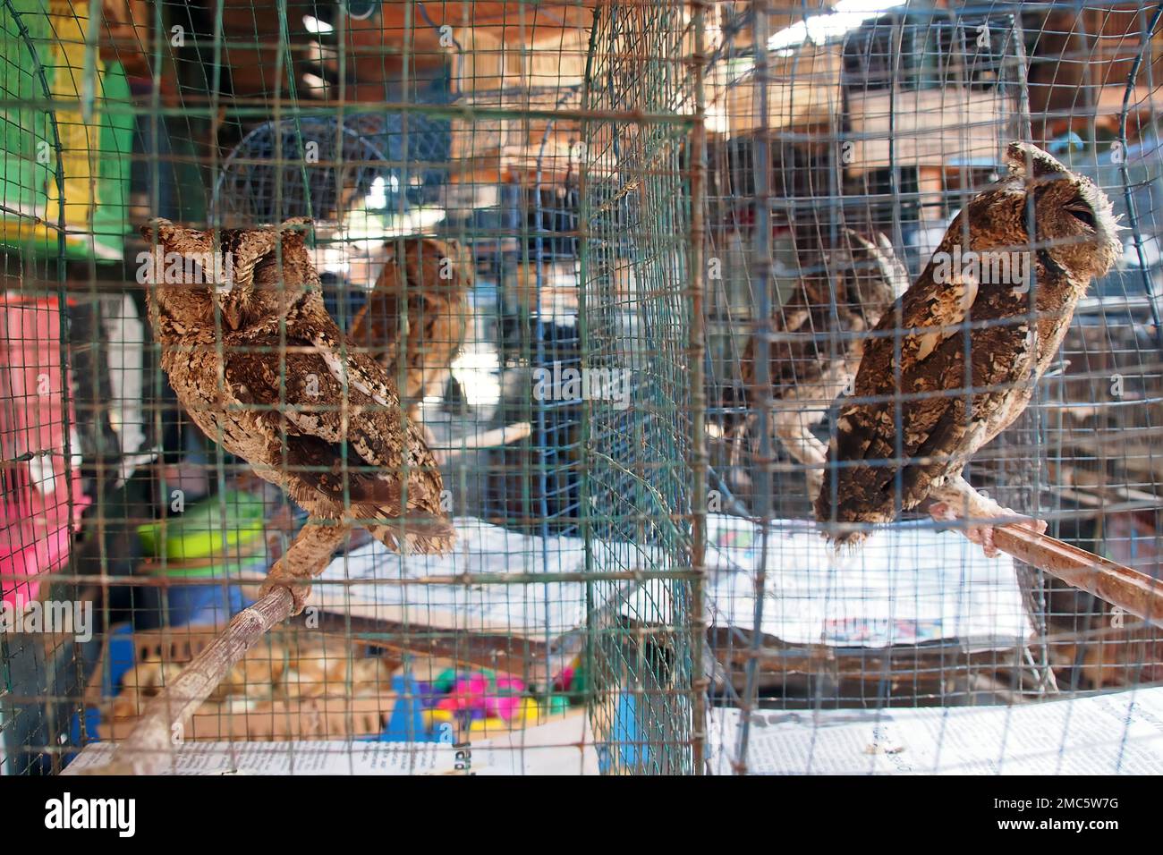 owls in cages, bird market, Yogyakarta, Java, Indonesia Stock Photo - Alamy