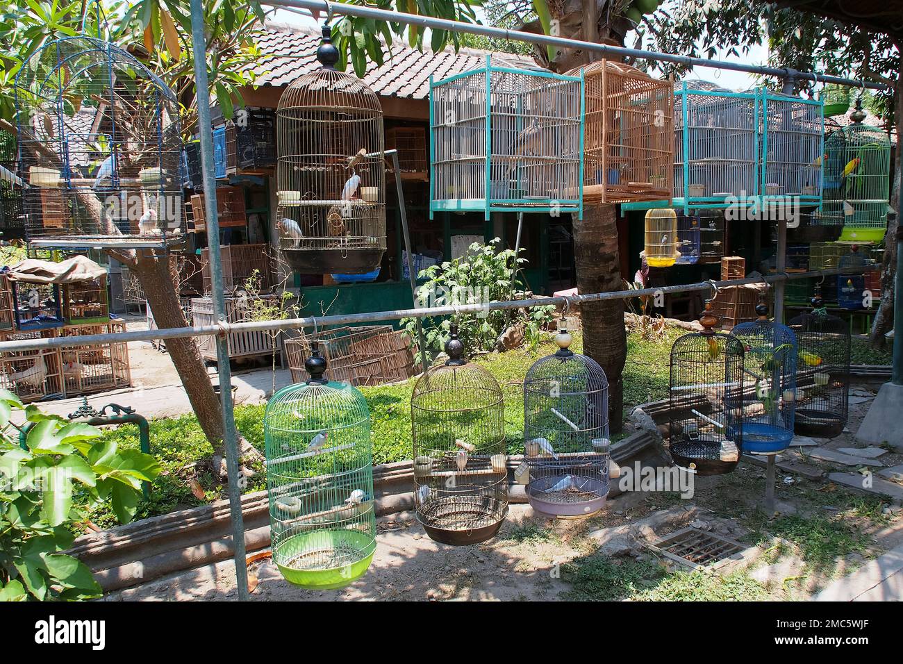 birds in cages, bird market, Yogyakarta, Java, Indonesia Stock Photo - Alamy