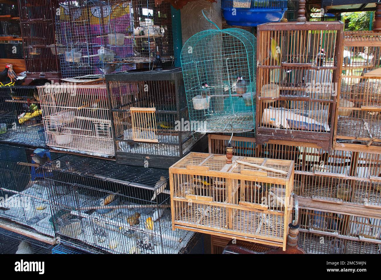 birds in cages, bird market, Yogyakarta, Java, Indonesia Stock Photo ...