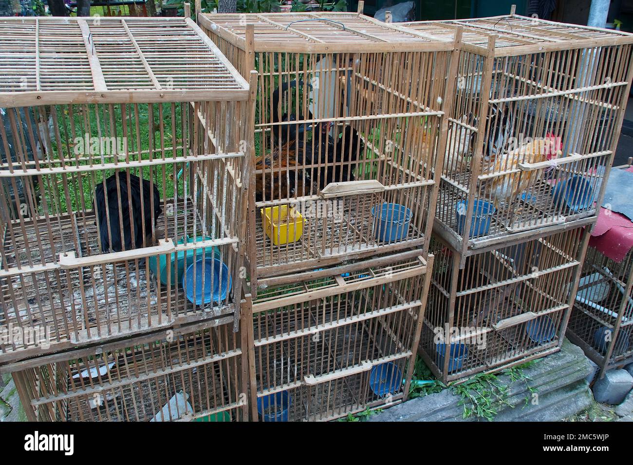 birds in cages, bird market, Yogyakarta, Java, Indonesia Stock Photo ...