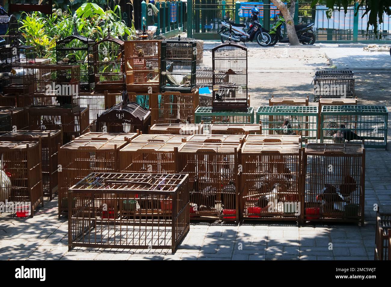 birds in cages, bird market, Yogyakarta, Java, Indonesia Stock Photo ...