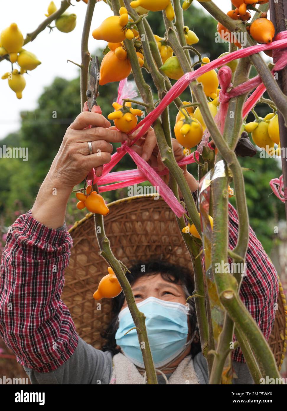A worker takes care of the festive Solanum mammosum trees at a flower ...