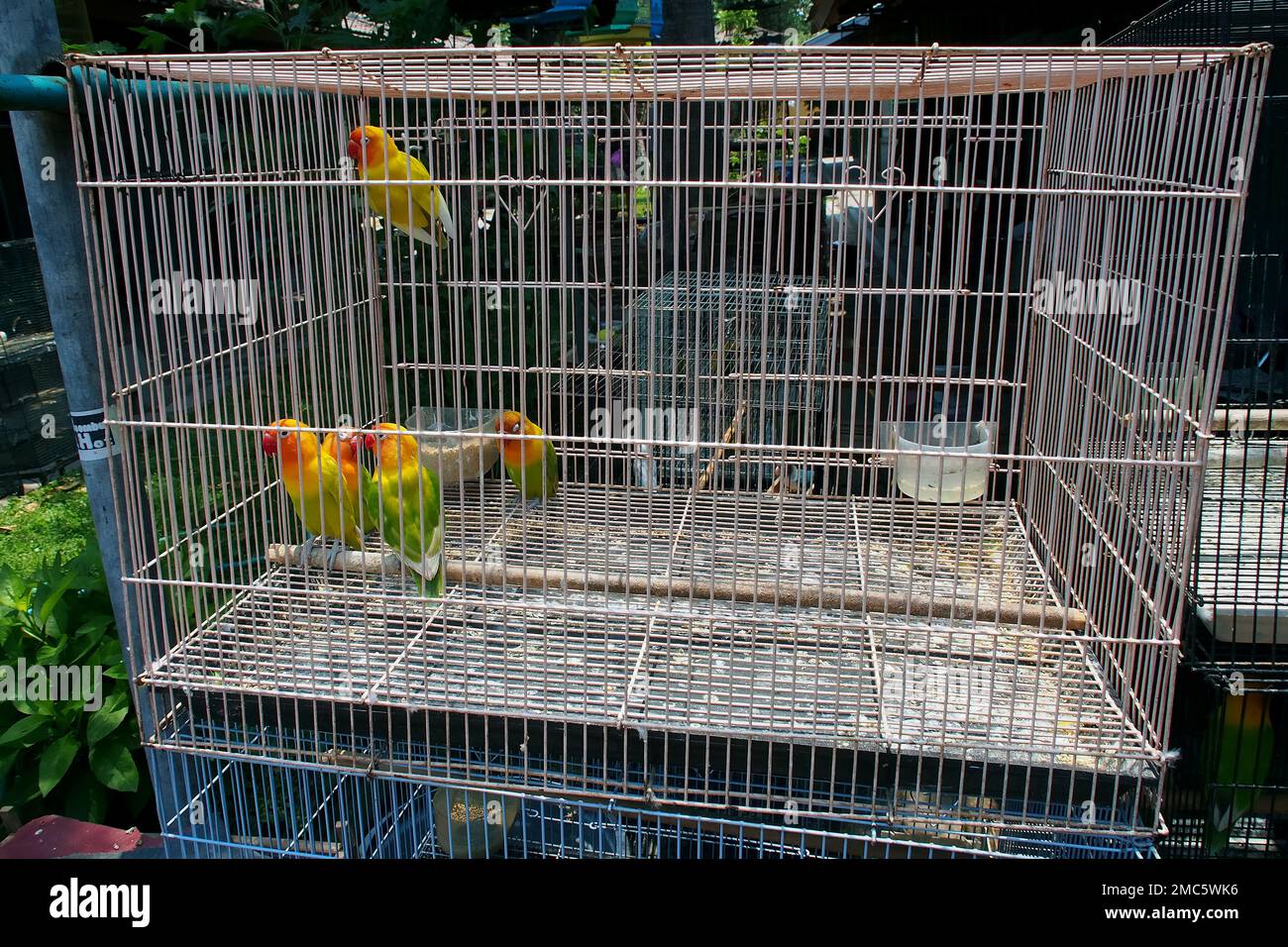 parrots in a cage, bird market, Yogyakarta, Java, Indonesia Stock Photo ...
