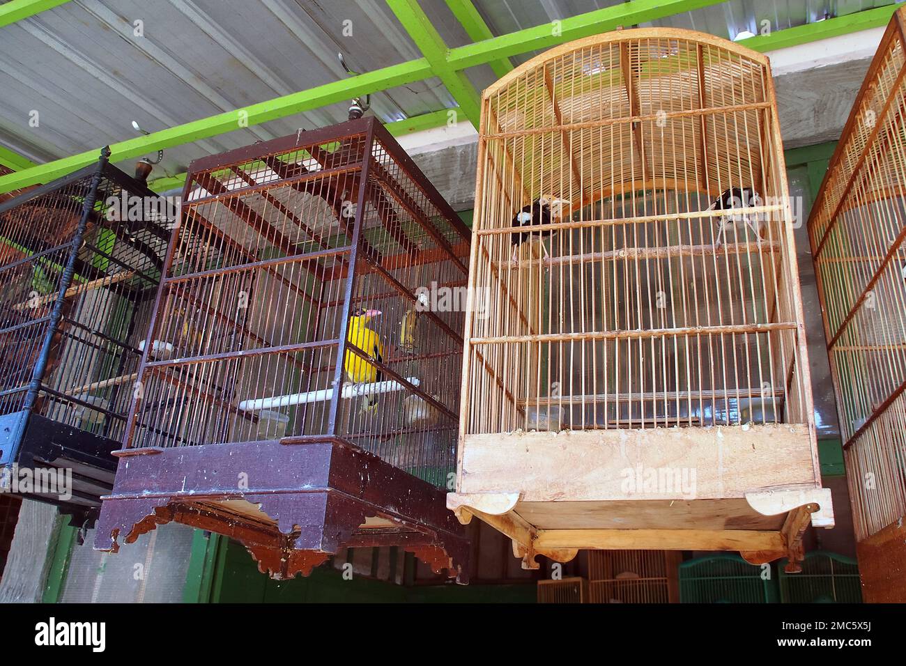 birds in cages, bird market, Yogyakarta, Java, Indonesia Stock Photo ...
