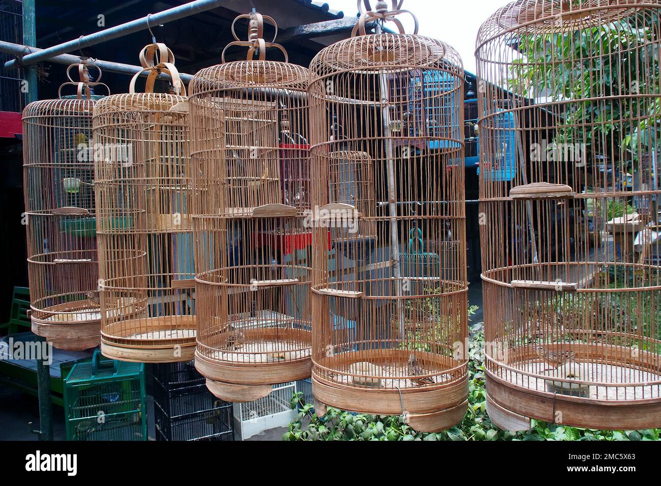 birds in cages, bird market, Yogyakarta, Java, Indonesia Stock Photo ...