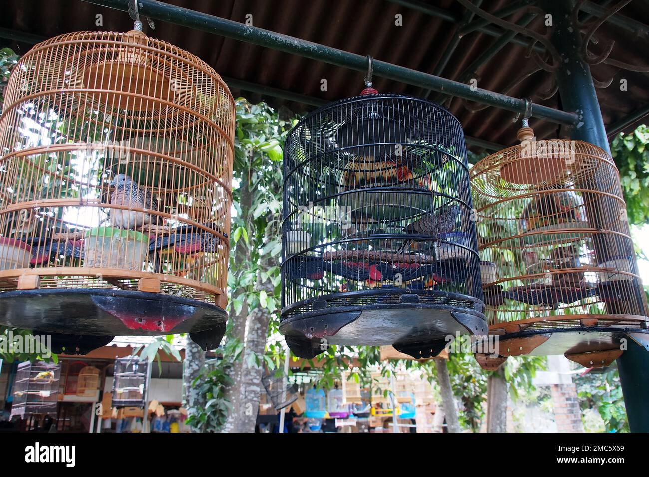 birds in cages, bird market, Yogyakarta, Java, Indonesia Stock Photo ...