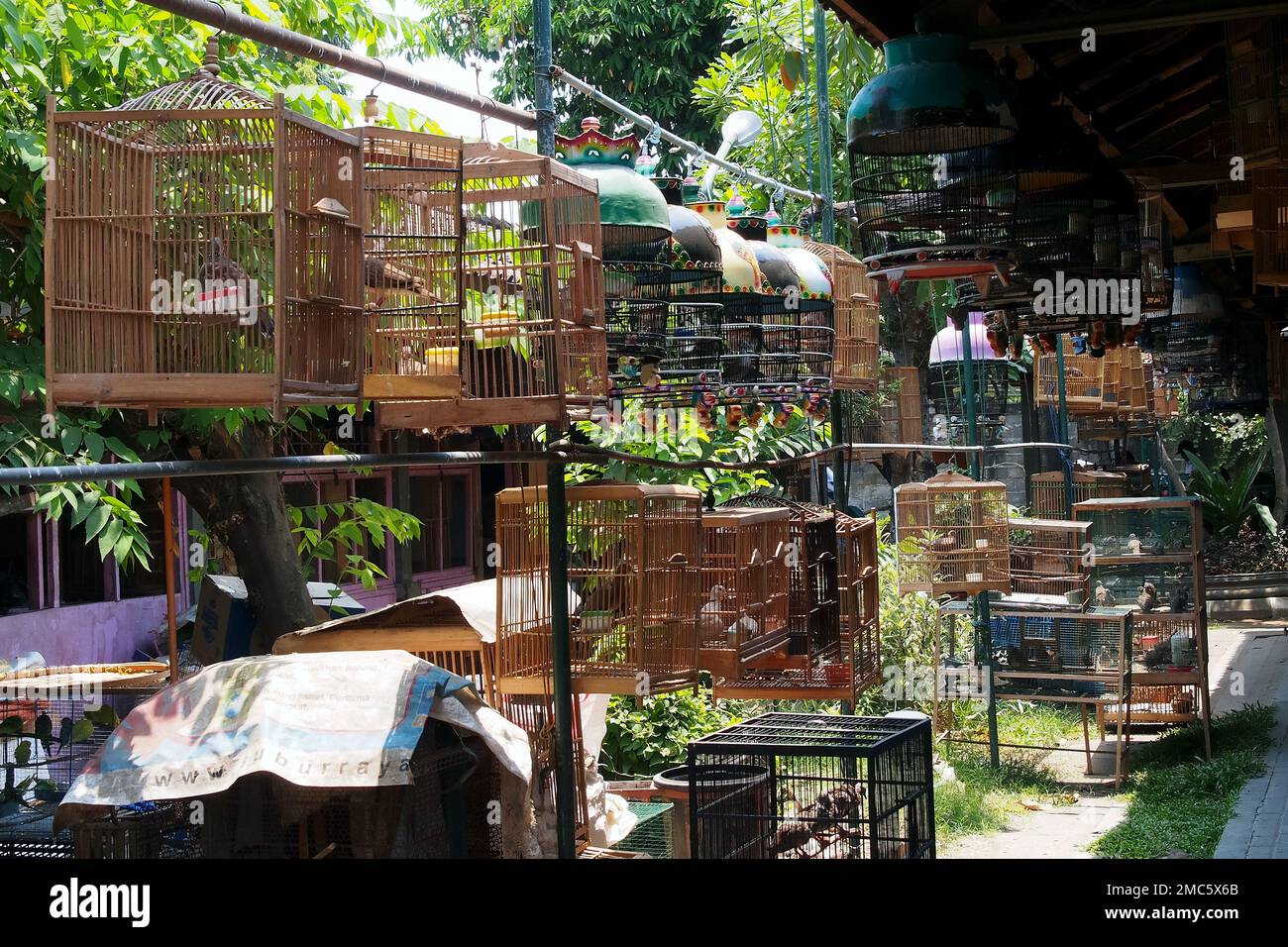 birds in cages, bird market, Yogyakarta, Java, Indonesia Stock Photo - Alamy