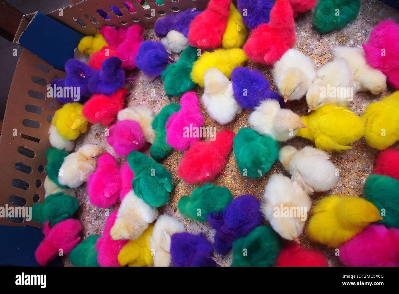 Dyed chicks hi-res stock photography and images - Alamy